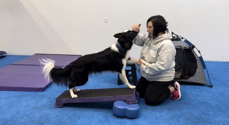 Canine Fitness Certificate Program (CSCC) - NCSUVetCE